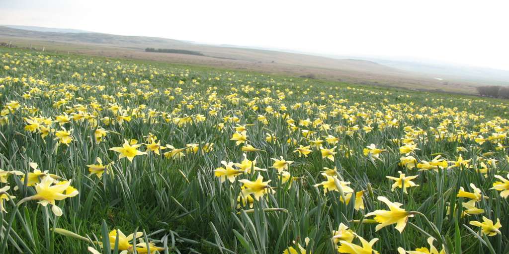 Comparing Cluster Dendrograms in R - Datanovia