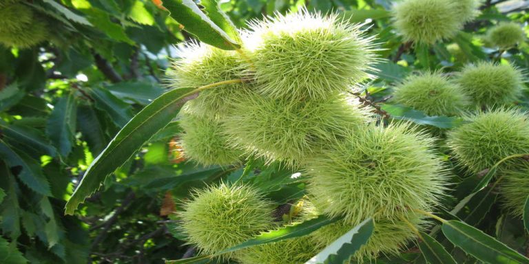 How to Create Histogram by Group in R - Datanovia