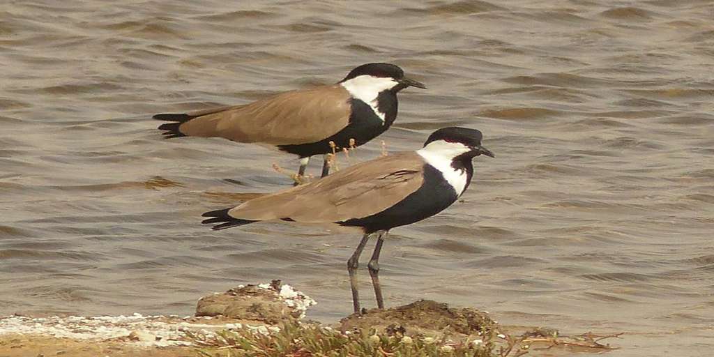 Repeated Measures ANOVA in R: The Ultimate Guide - Datanovia